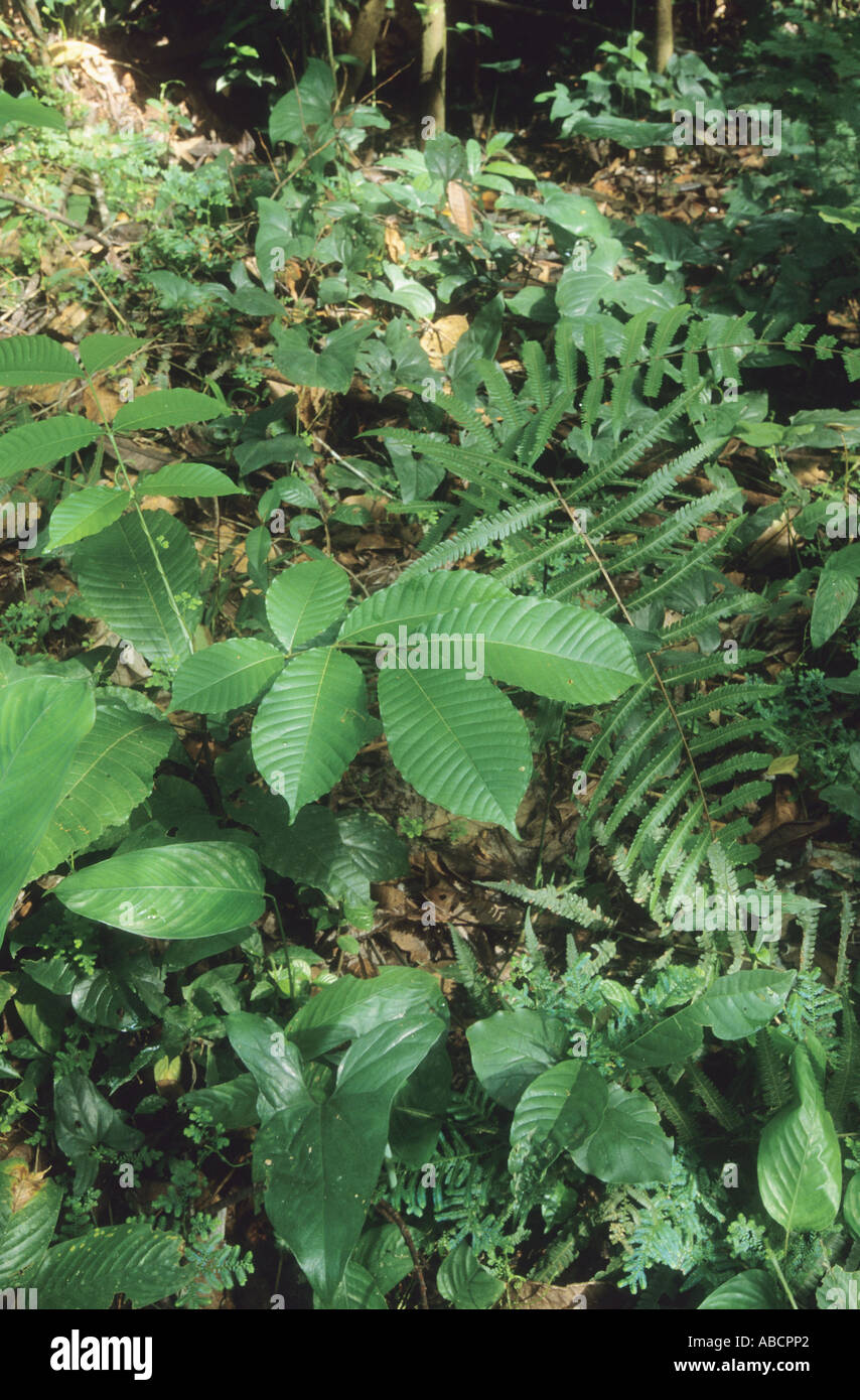 Congo rainforest plants hi-res stock photography and images - Alamy