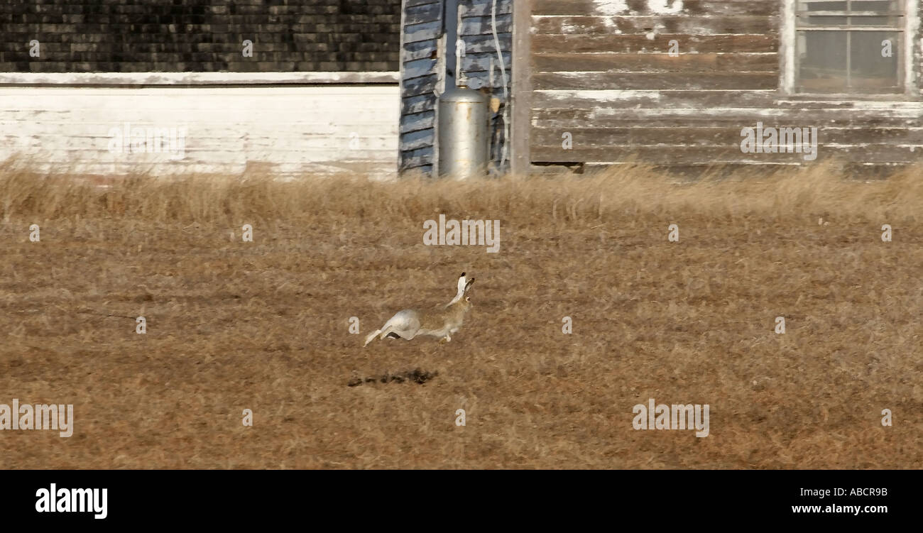 White tailed rabbit canada hi-res stock photography and images - Alamy