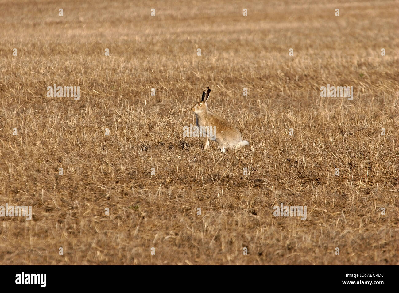 White-tailed Jackrabbit sitting in field Stock Photo - Alamy