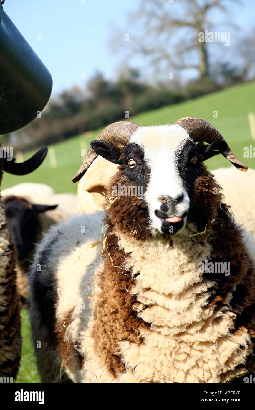 Jacobs sheep hi-res stock photography and images - Alamy