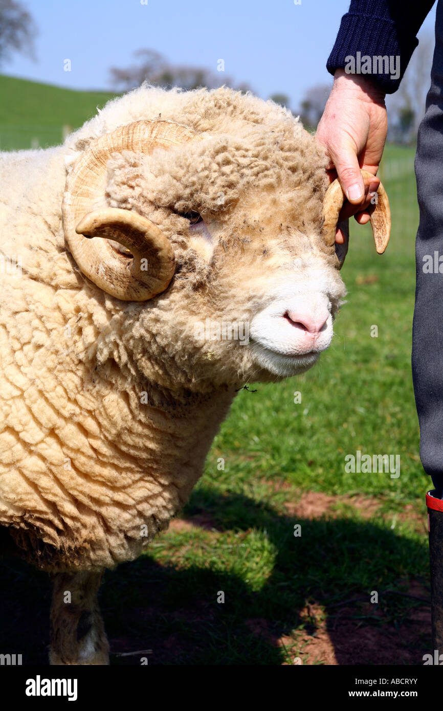 Suffolk sheep on farm in Devon Stock Photo - Alamy