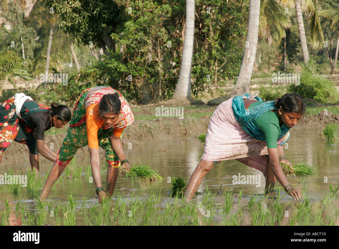 Women Picking Rice Hampi Karnatika India Stock Photo - Alamy
