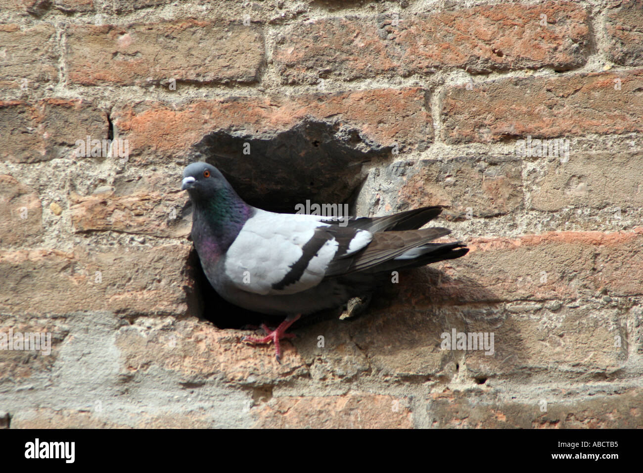 Pigeon In A Hole at Corinne Marx blog