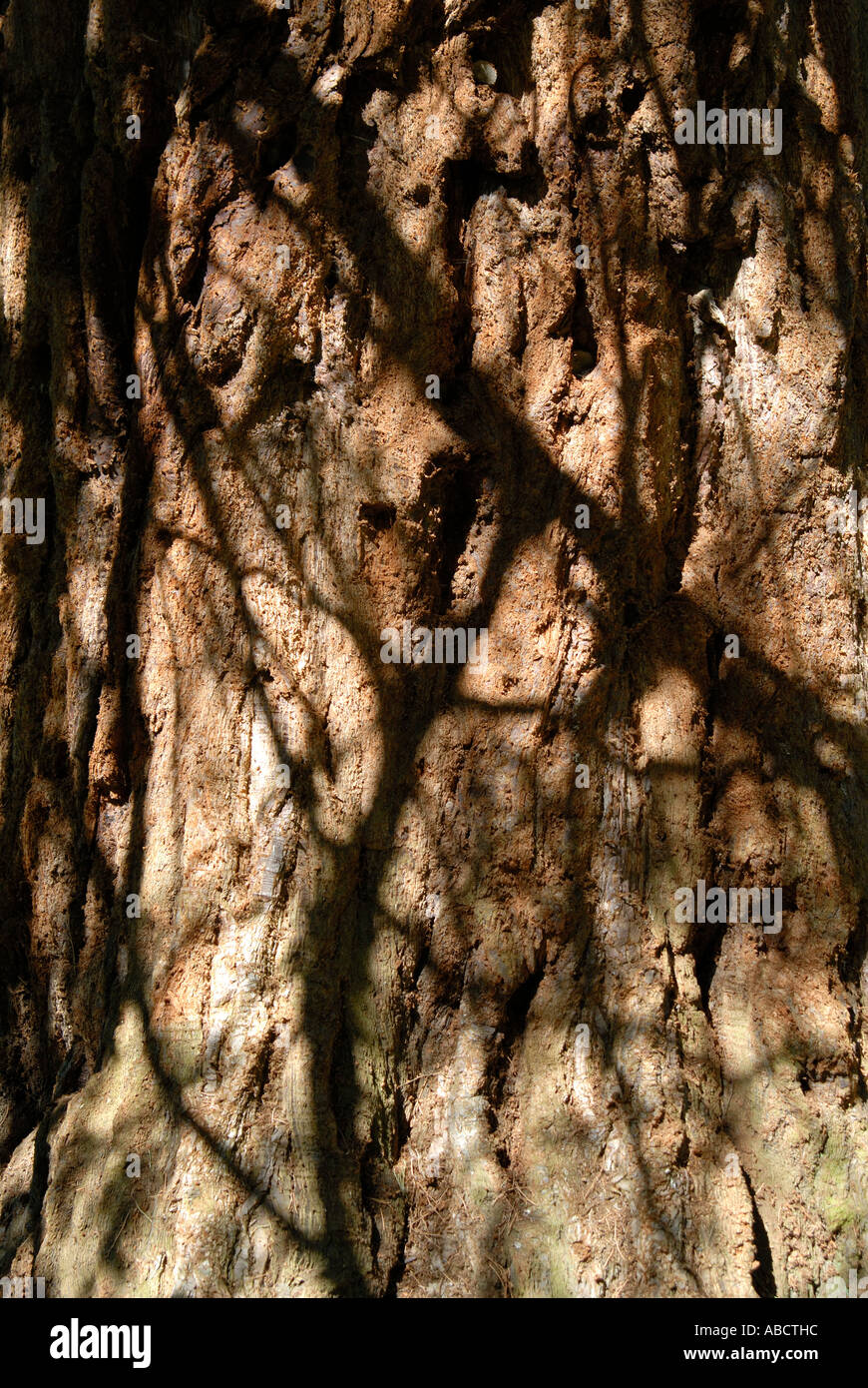 Wellingtonia tree hi-res stock photography and images - Alamy