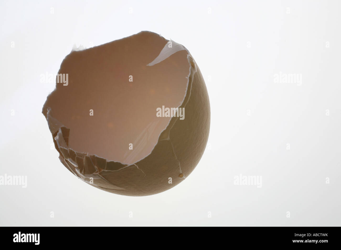 Shell cut out hi-res stock photography and images - Alamy