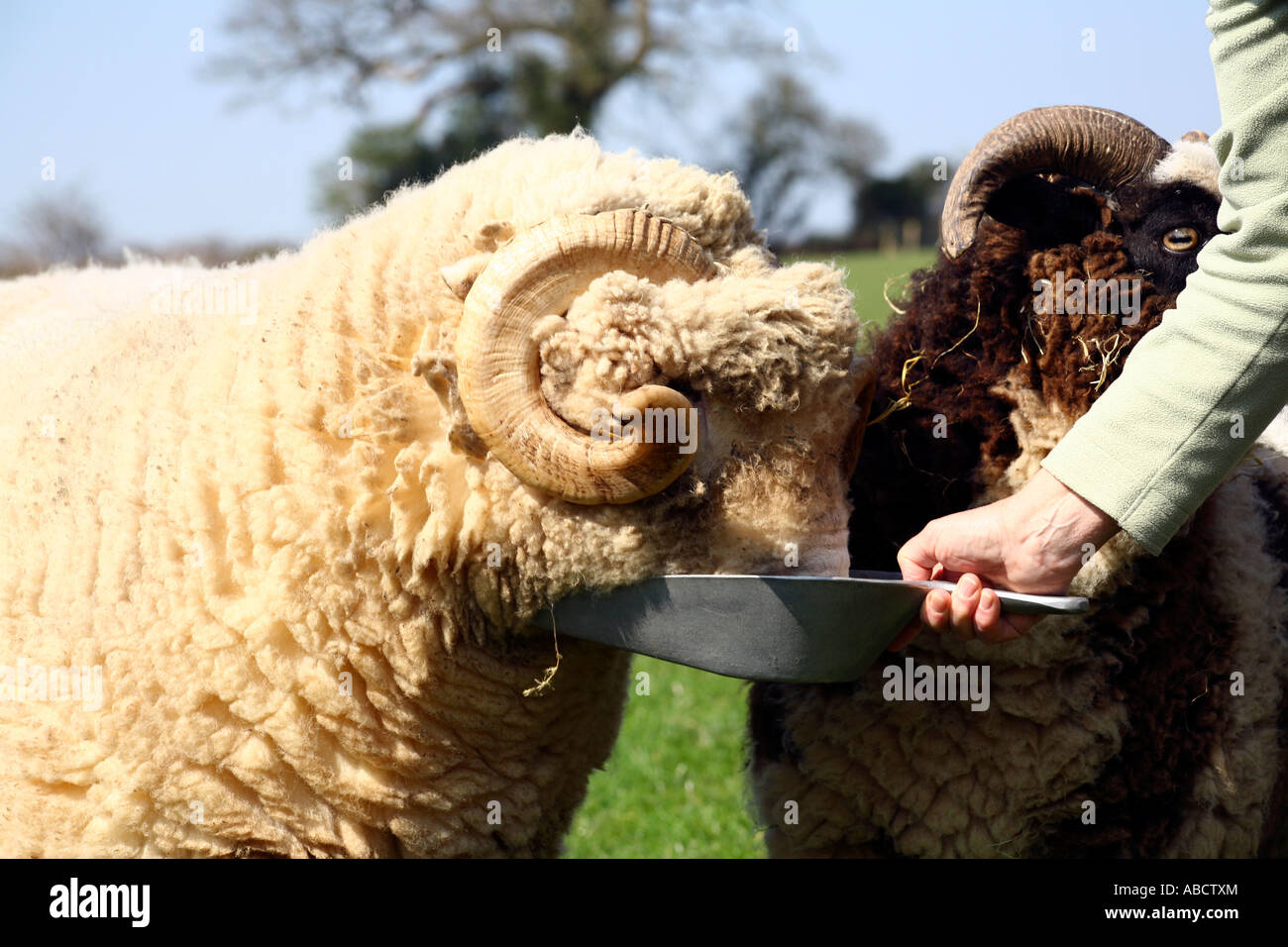 Suffolk and Jacobs sheep feeding on farm in Devon Stock Photo - Alamy