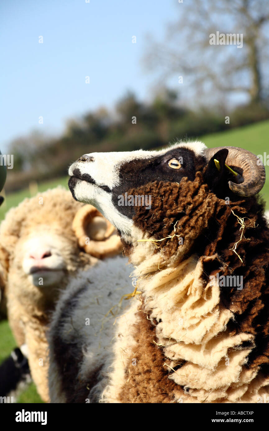 Jacobs sheep on farm in Devon Stock Photo - Alamy