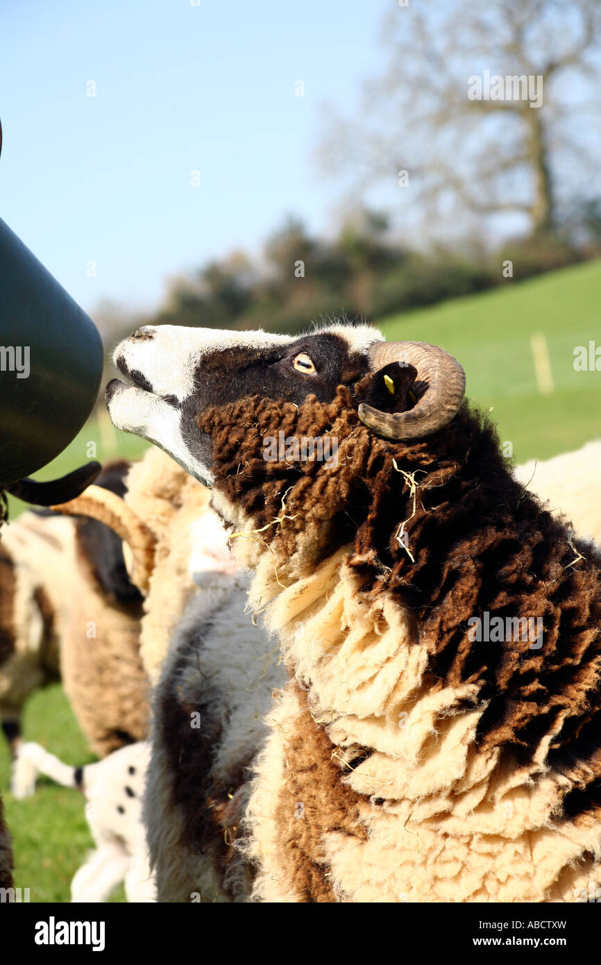 Jacobs sheep on farm in Devon Stock Photo - Alamy
