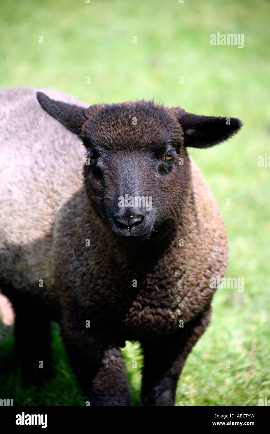 Jacobs sheep on farm in Devon Stock Photo - Alamy