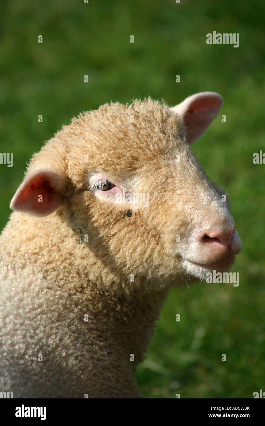 Jacobs sheep on farm in Devon Stock Photo - Alamy