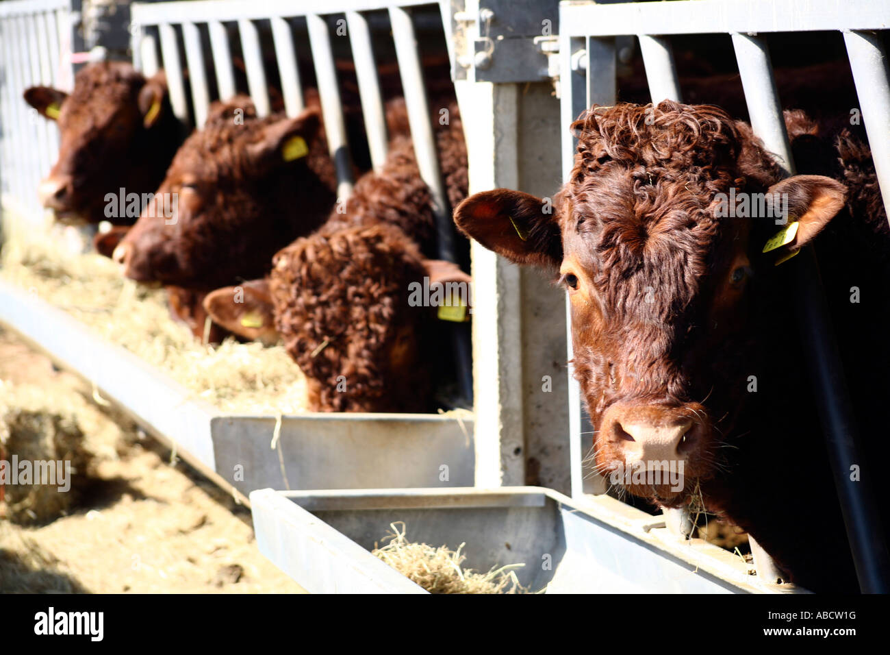 Ruby red cattle feeding on farm in Devon, England Stock Photo - Alamy