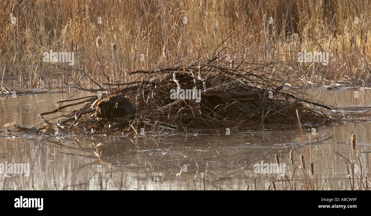Beaver working on its house at Buffalo Pound Lake in scenic ...