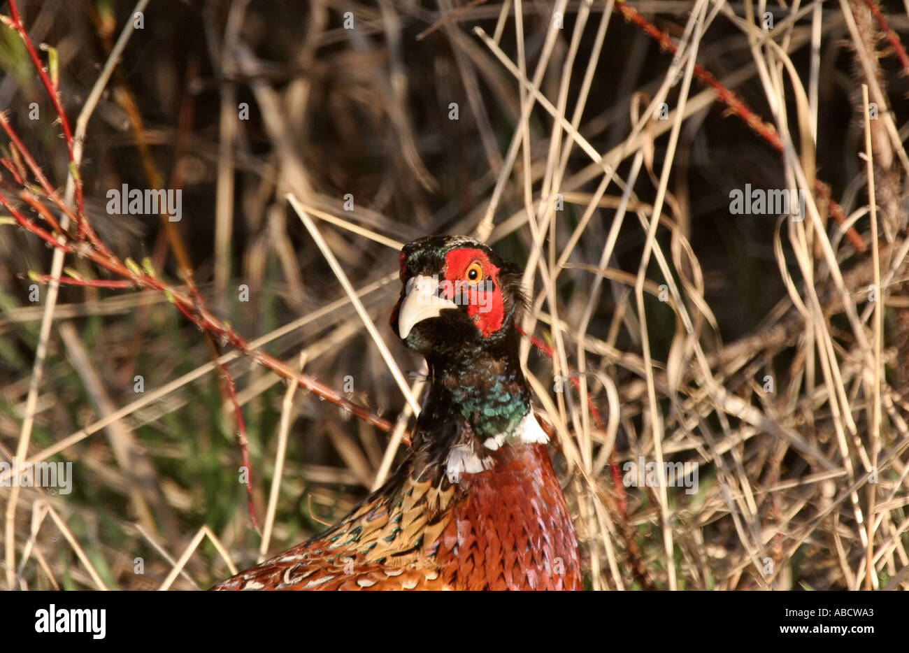 Ring necked Pheasant at Buffalo Pound Lake in scenic Saskatchewan ...
