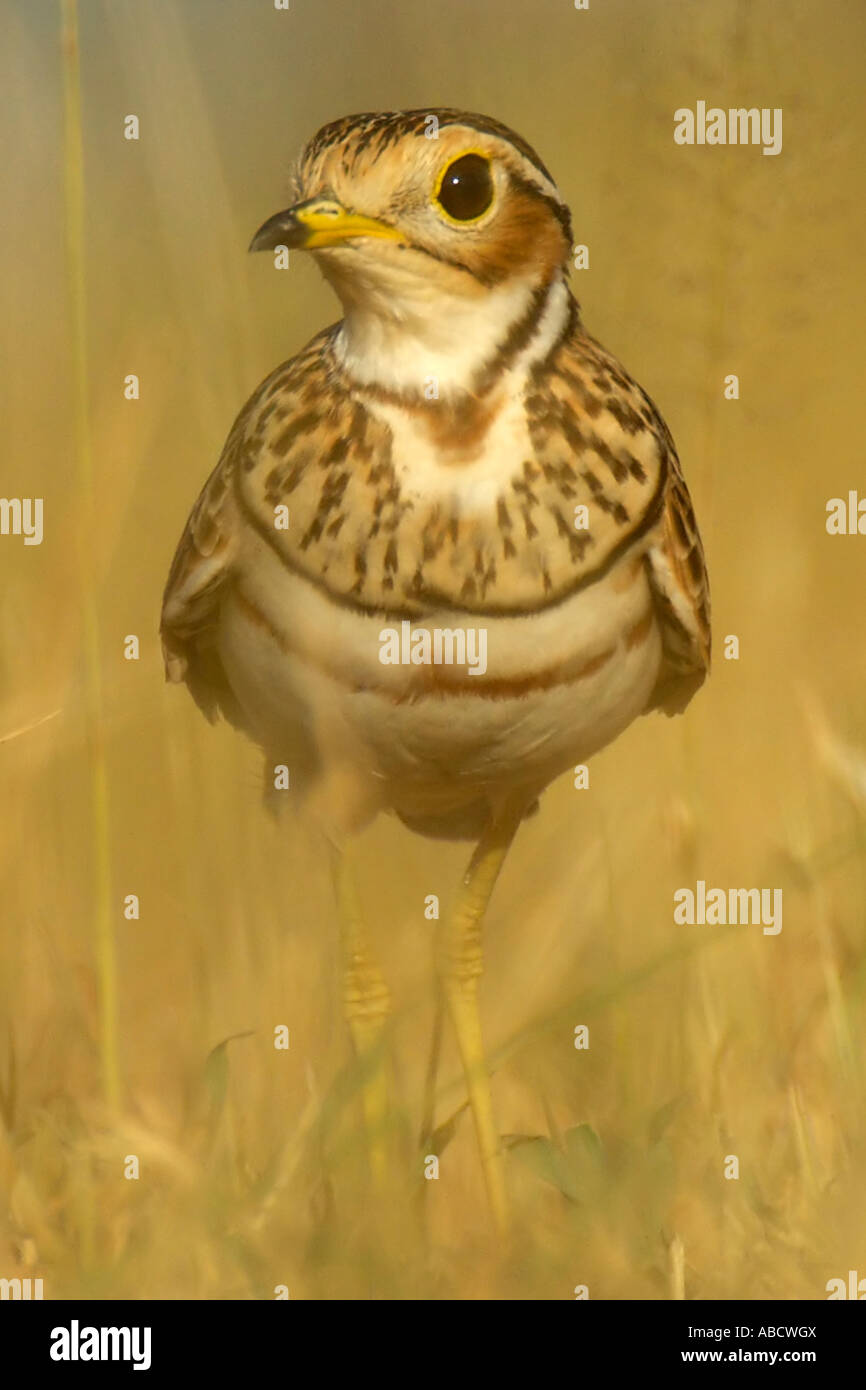 Three Banded Courser Rhinoptilus cinctus Stock Photo - Alamy