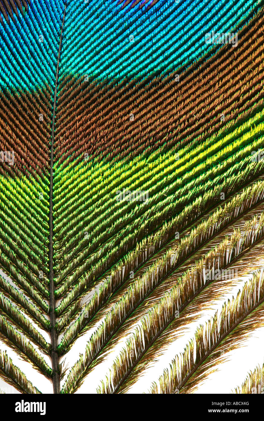 Different feather textures hi-res stock photography and images - Alamy