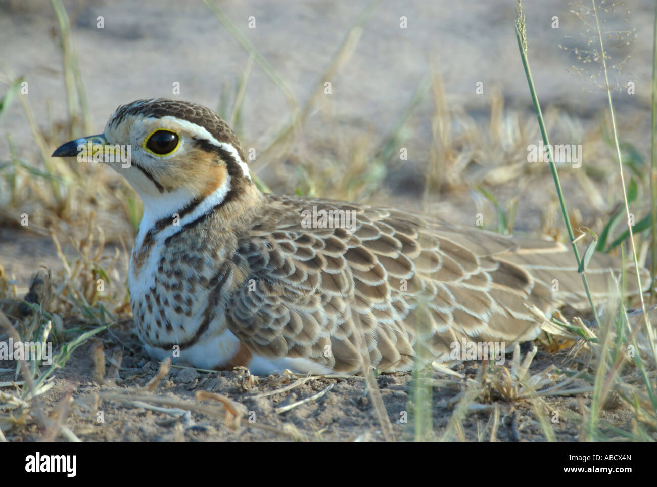 Three banded courser; Rhinoptilus cinctus in Zimbabwe's Mana Pools ...