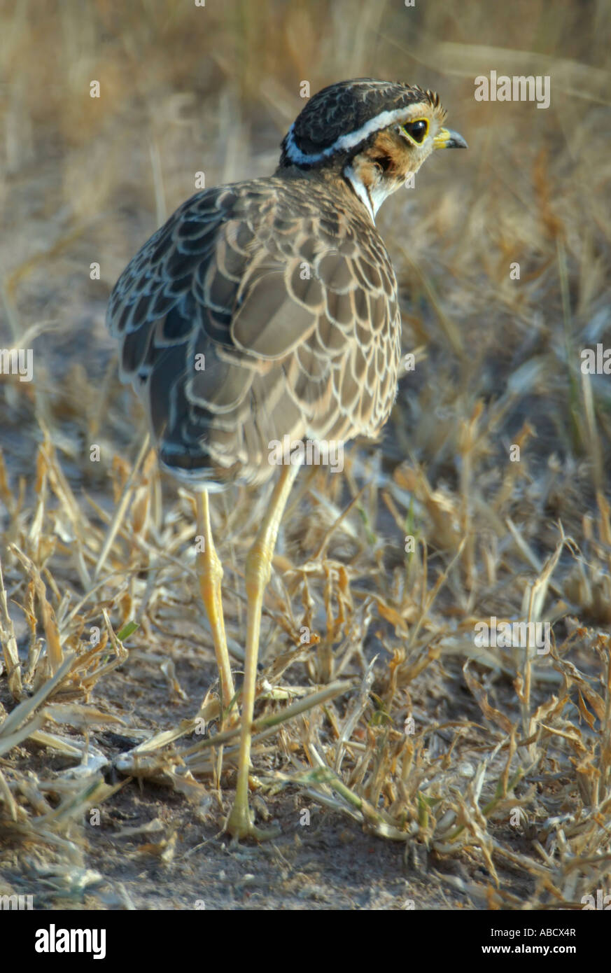 Three banded courser; Rhinoptilus cinctus in Zimbabwe's Mana Pools ...