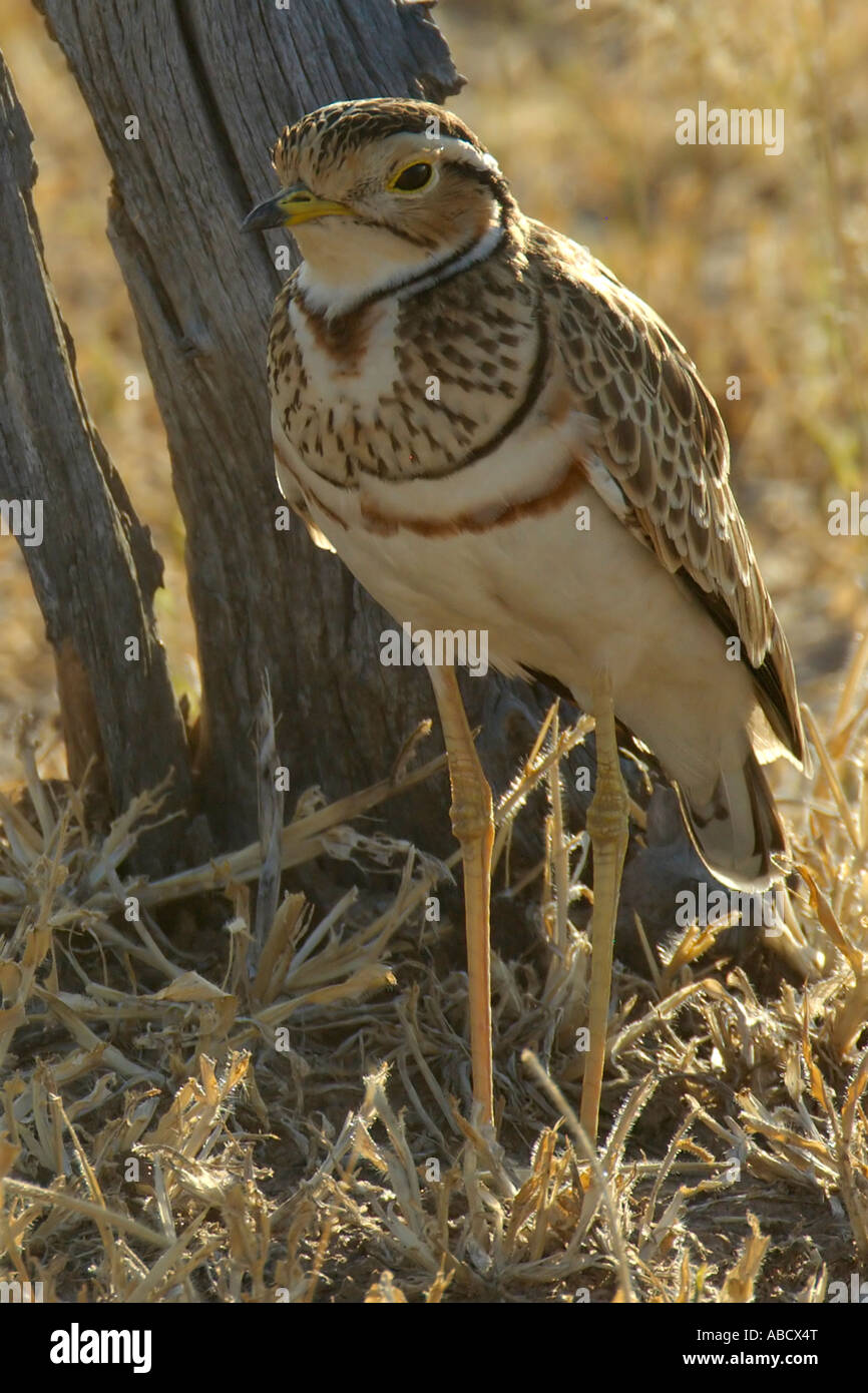 Three banded courser; Rhinoptilus cinctus, Mana Pools National Park ...