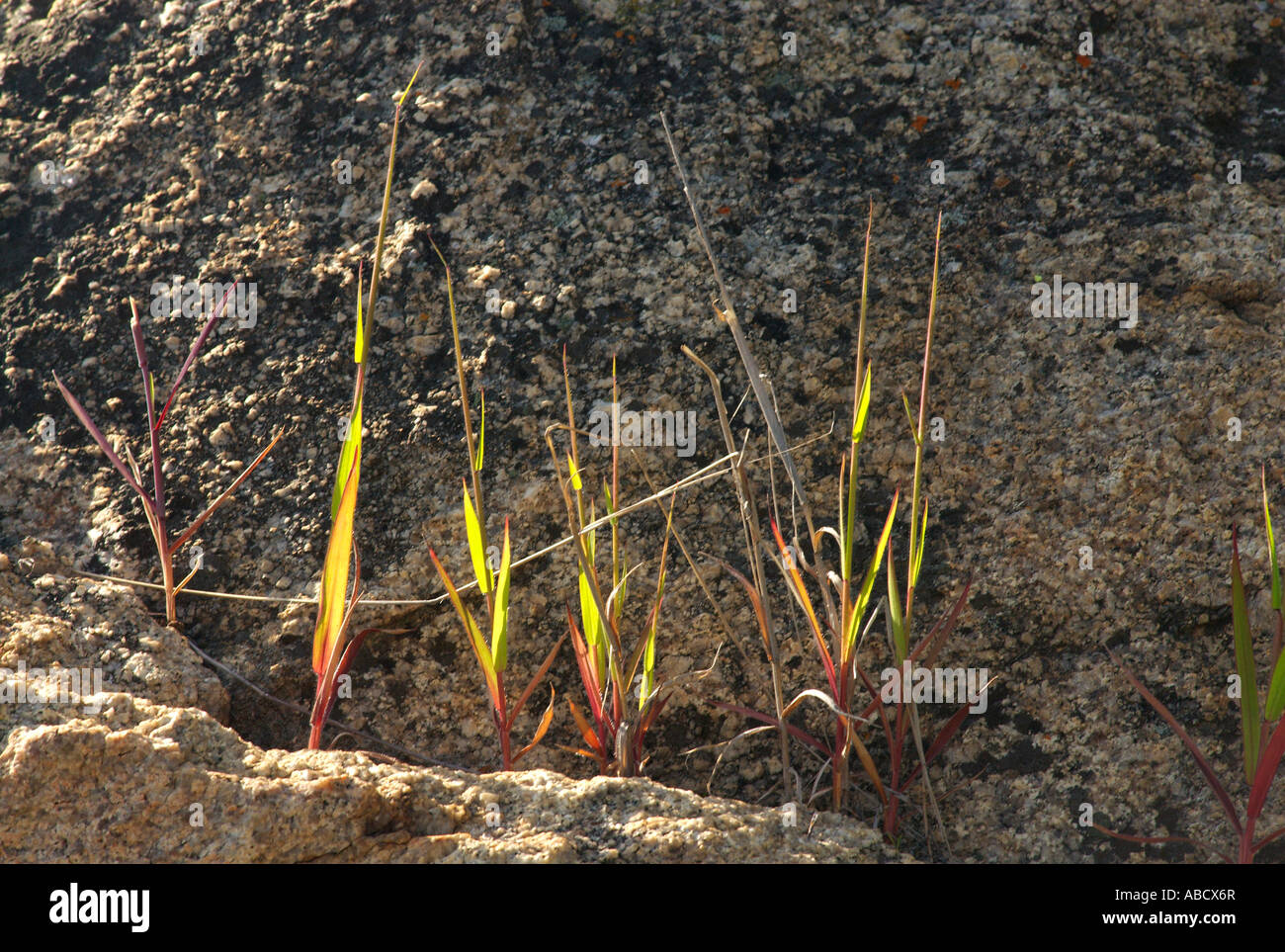 grass and rock Stock Photo - Alamy