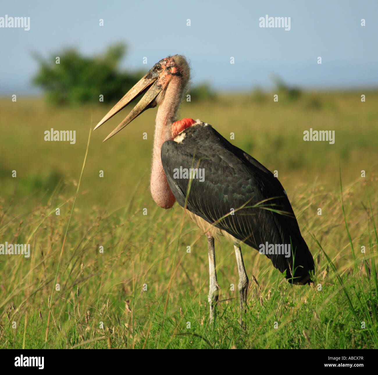 Marabou stork Masai Mara National Park Kenya Stock Photo - Alamy