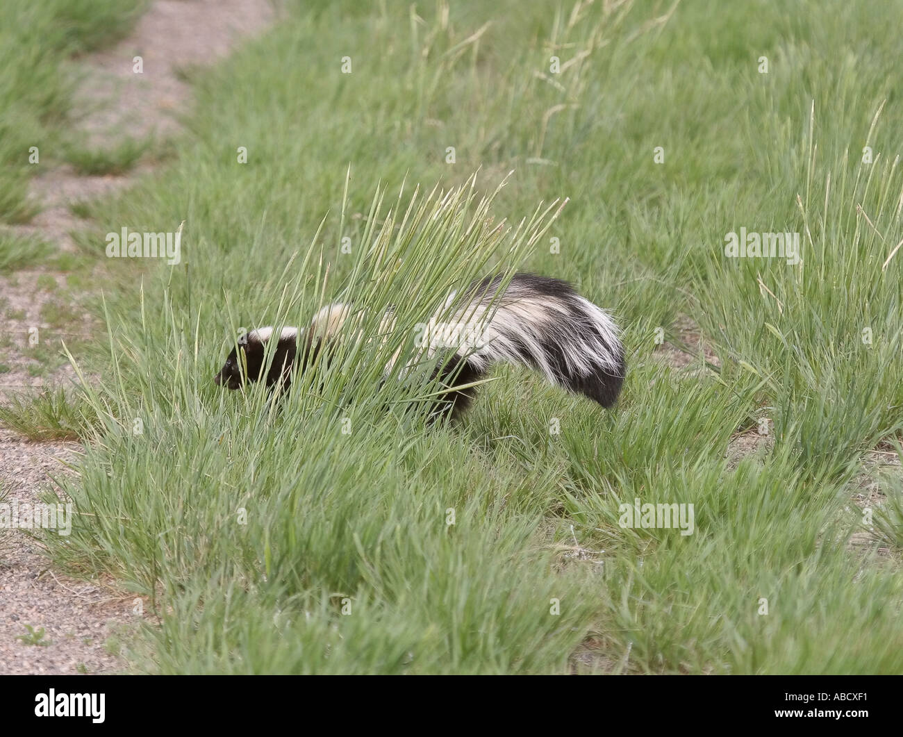 Striped Skunk at Nicolle Flats in scenic Saskatchewan in Western Canada ...
