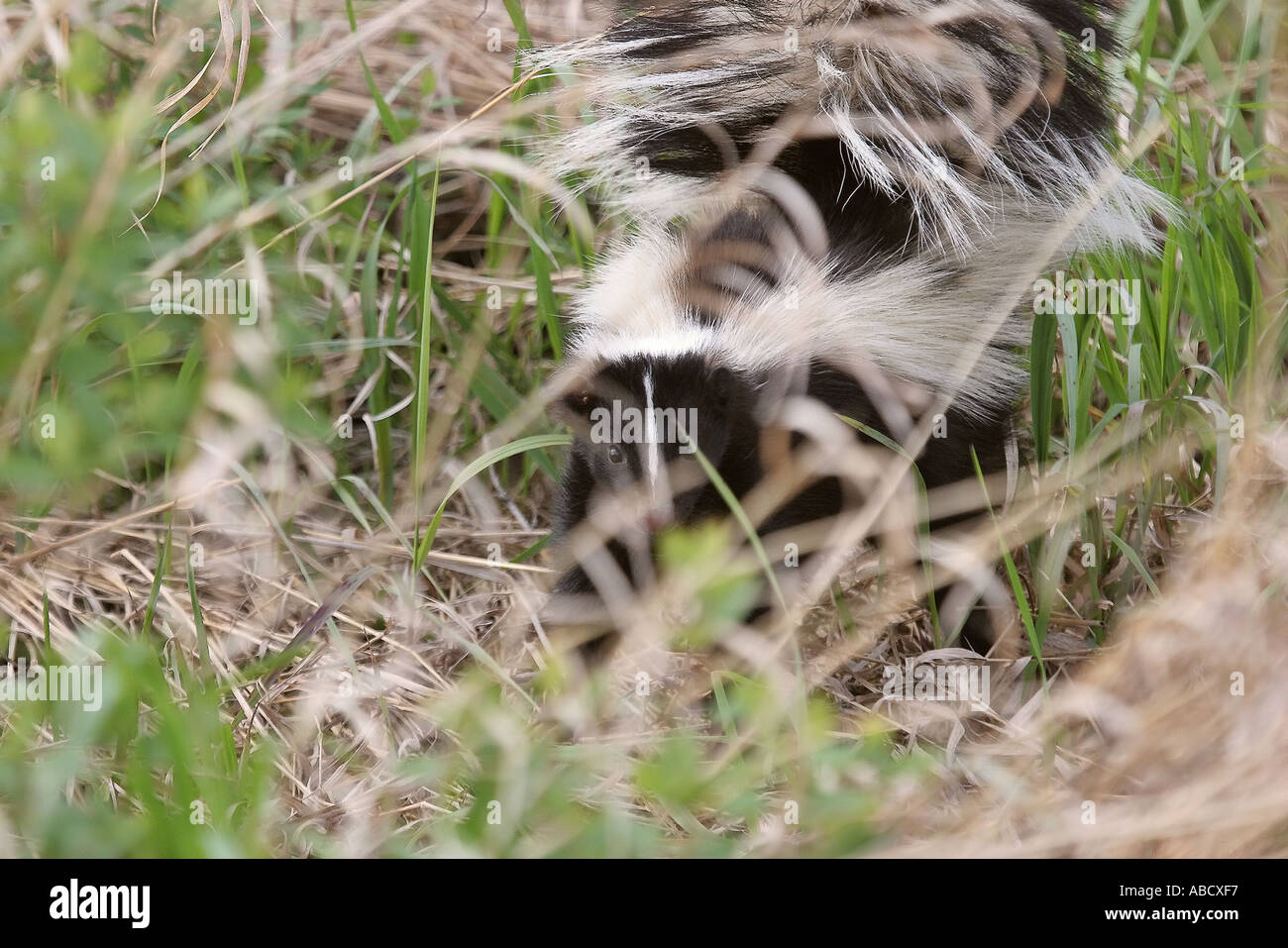 Striped skunks images hi-res stock photography and images - Alamy