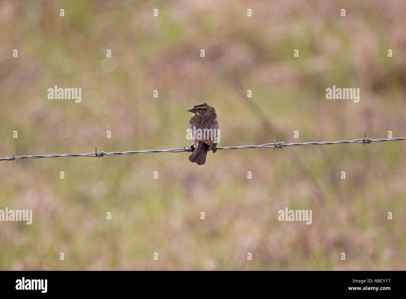 Female Lark Bunting on wire fence in scenic Saskatchewan in Western ...
