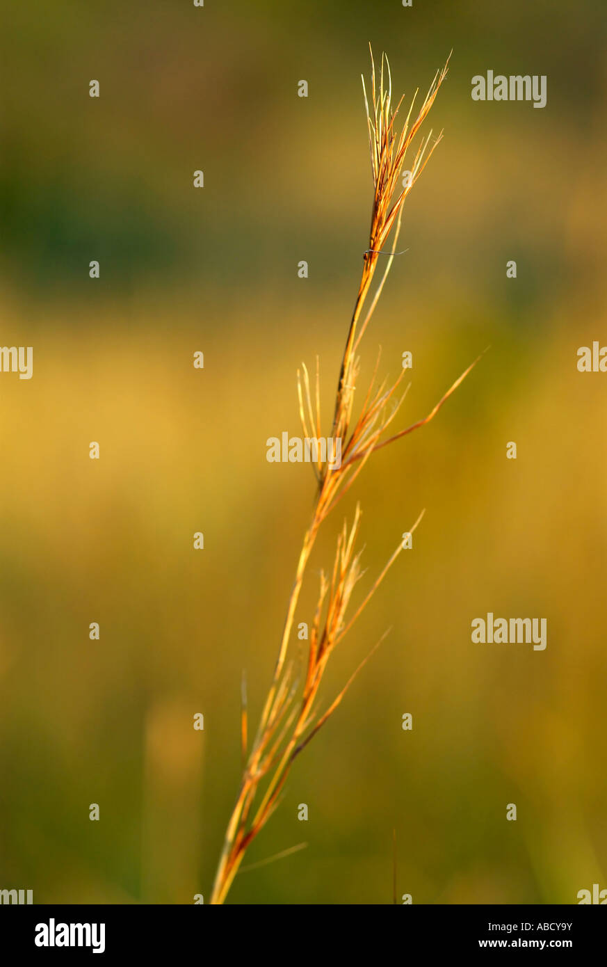 Red grass; Themeda Triandra Stock Photo - Alamy