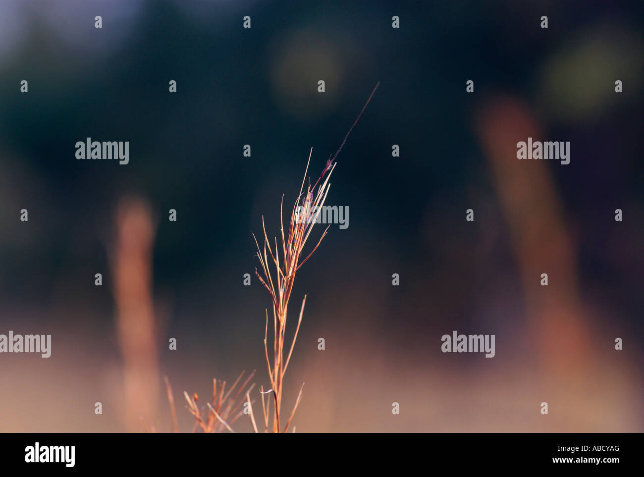 Red grass; Themeda Triandra Stock Photo - Alamy