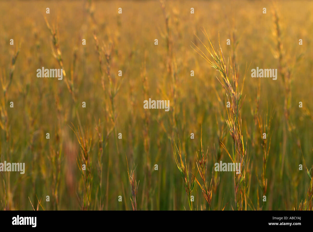 Themeda triandra hi-res stock photography and images - Alamy