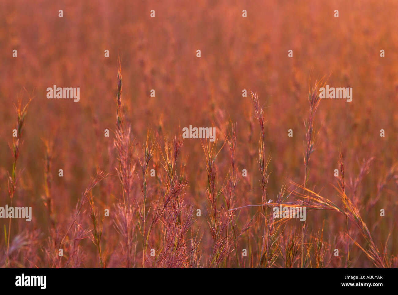 Red grass; Themeda Triandra Stock Photo - Alamy