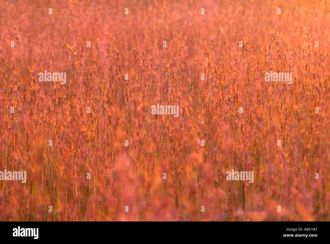Red grass; Themeda Triandra Stock Photo - Alamy