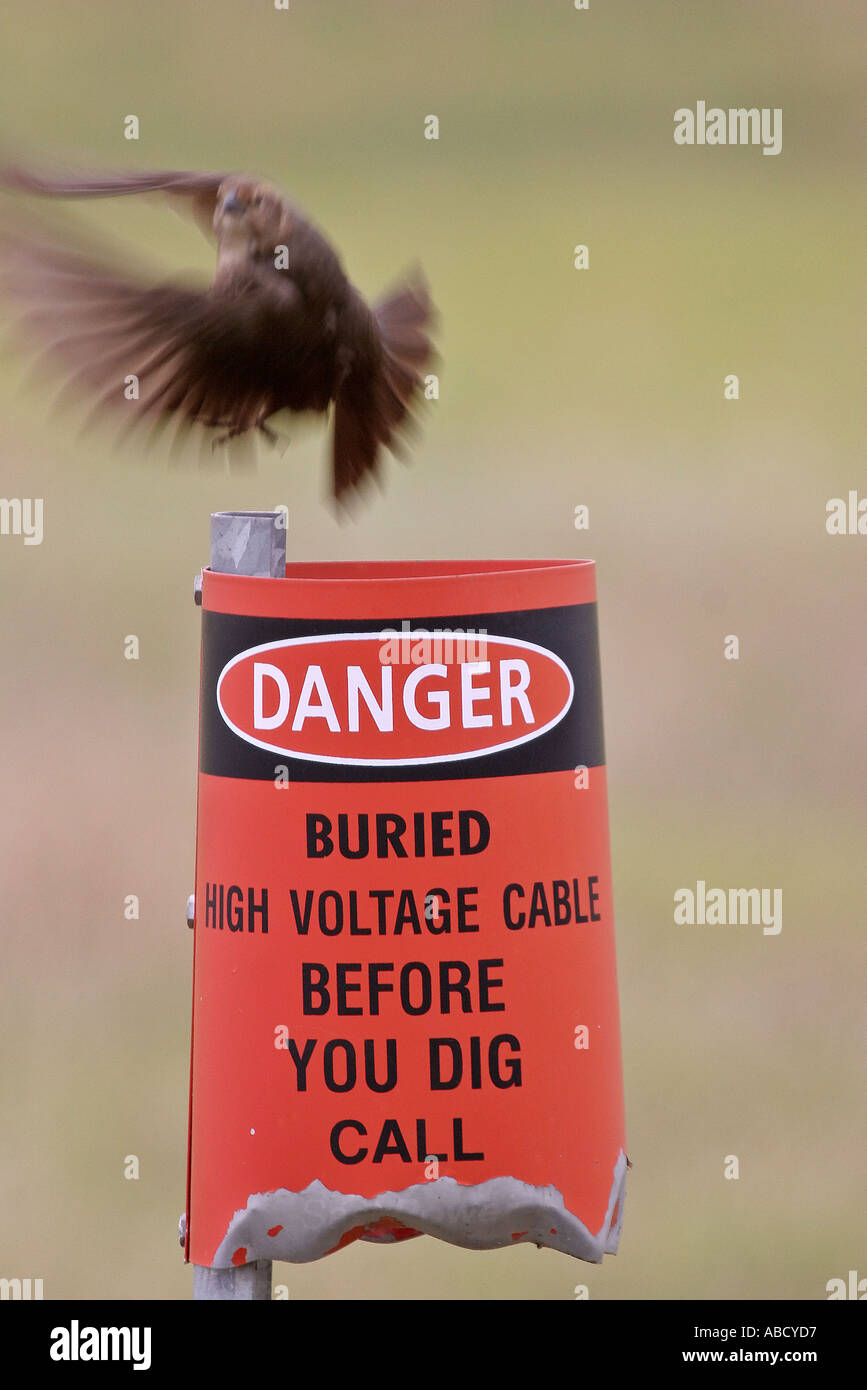 Female Brown headed Cowbird takes flight from sign in scenic ...