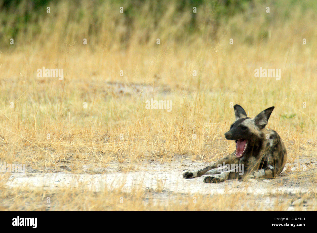 African wild dog; Painted dog; Cape painted dog; Cape hunting dog ...