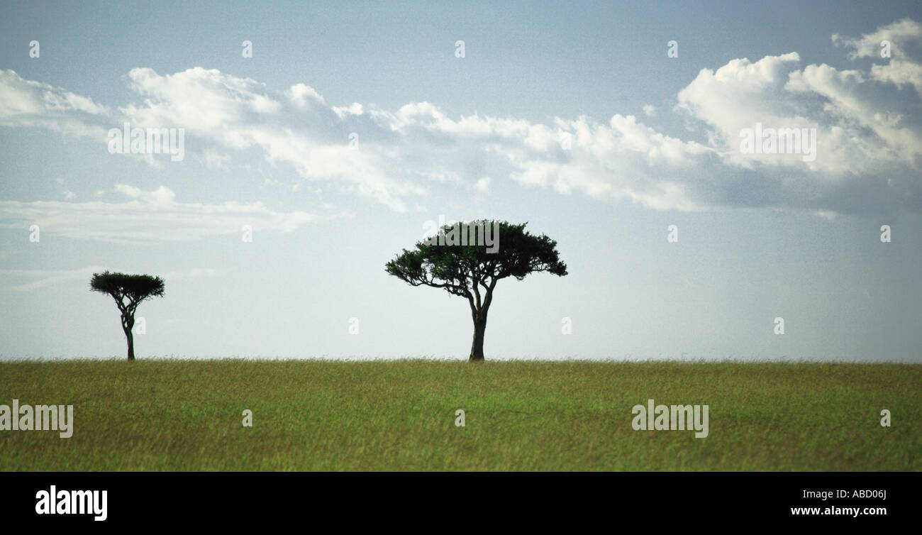 Two trees in the Masai Mara Kenya Stock Photo - Alamy