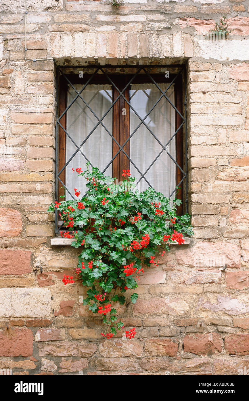 Red flowers on a window Stock Photo - Alamy