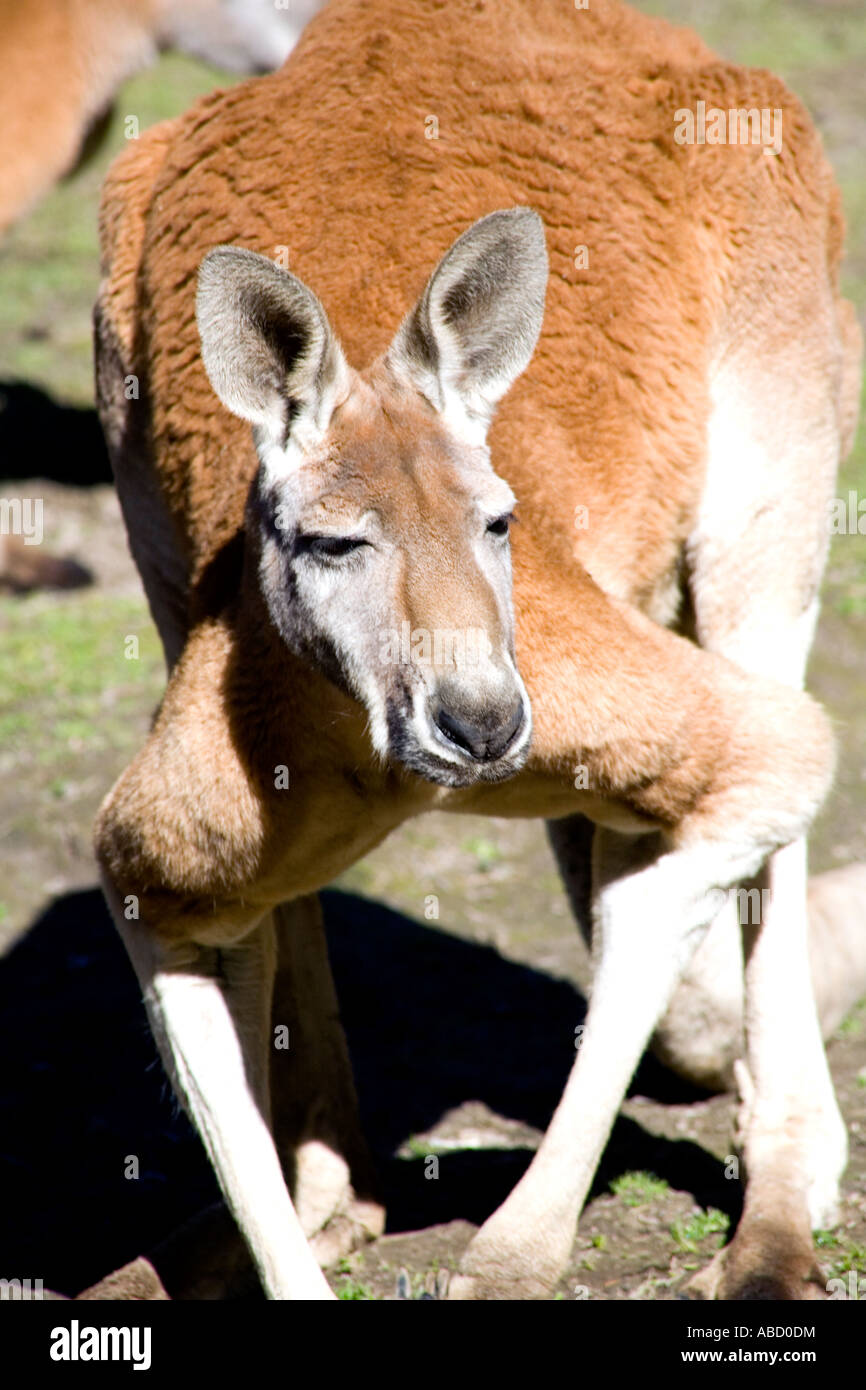 Red Kangaroo, Macropus rufus Stock Photo - Alamy