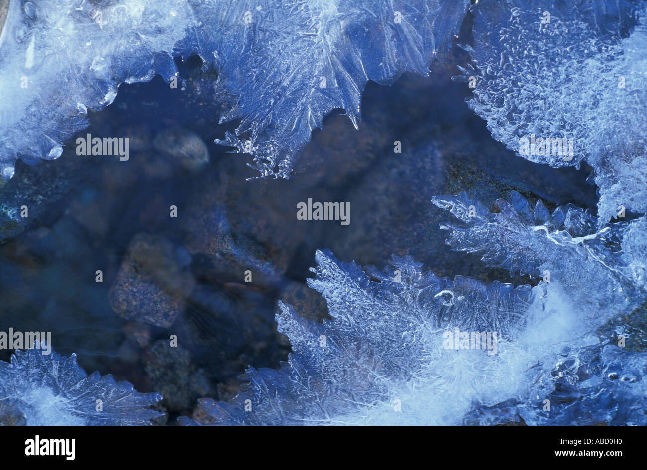 Ice forms around granite stones in a stream on Bald Peak Near Carriage ...