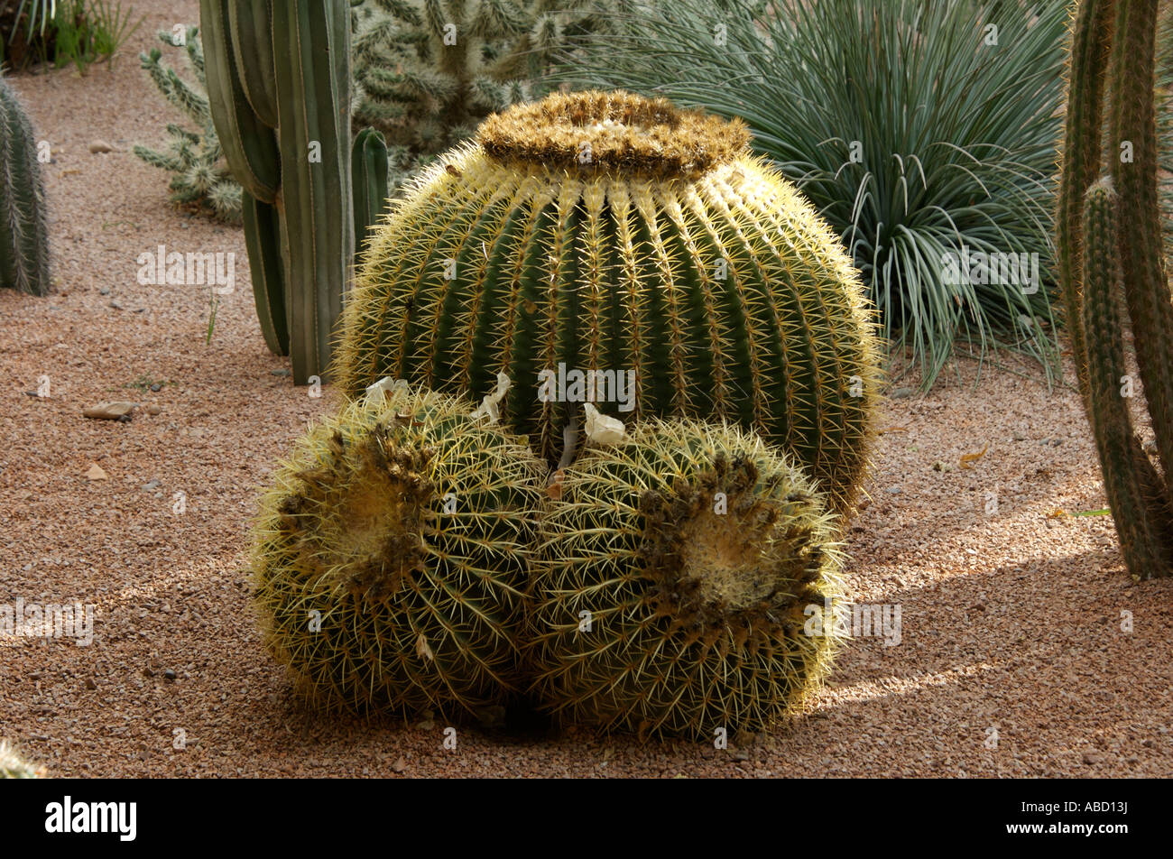 Phallic cactus hi-res stock photography and images - Alamy
