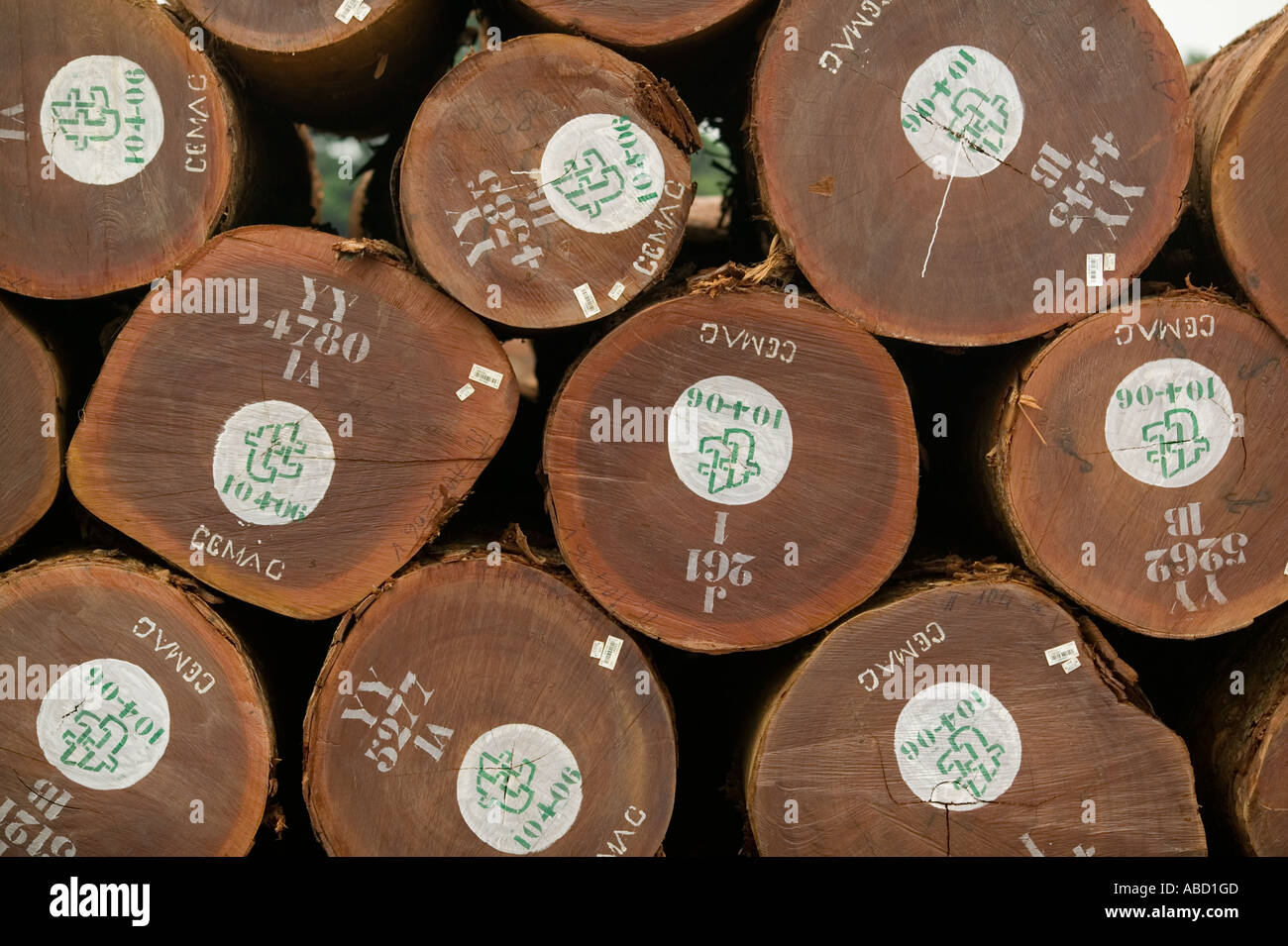 Congo rainforest wood hi-res stock photography and images - Alamy