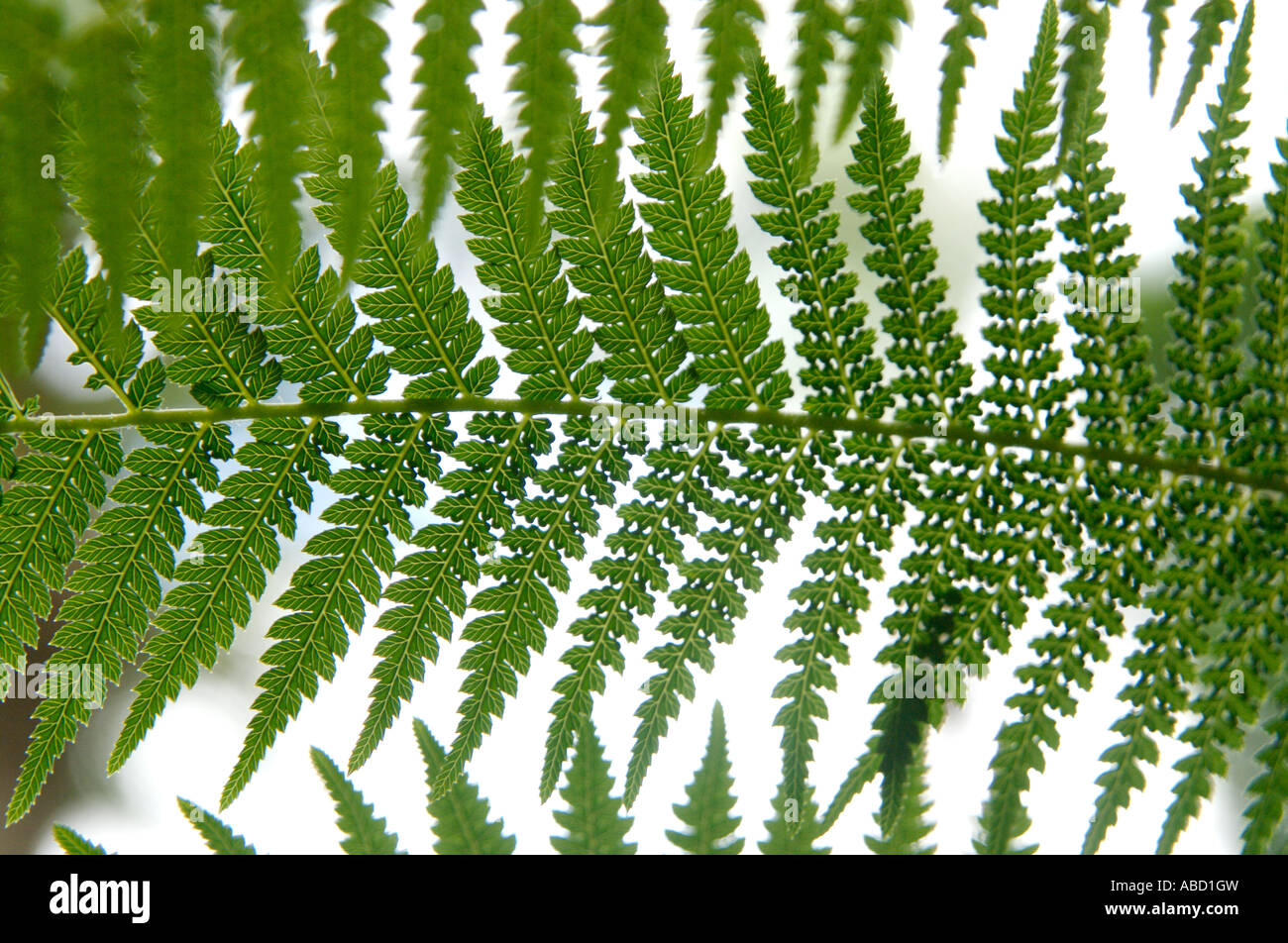 detail of fern leaf Stock Photo - Alamy