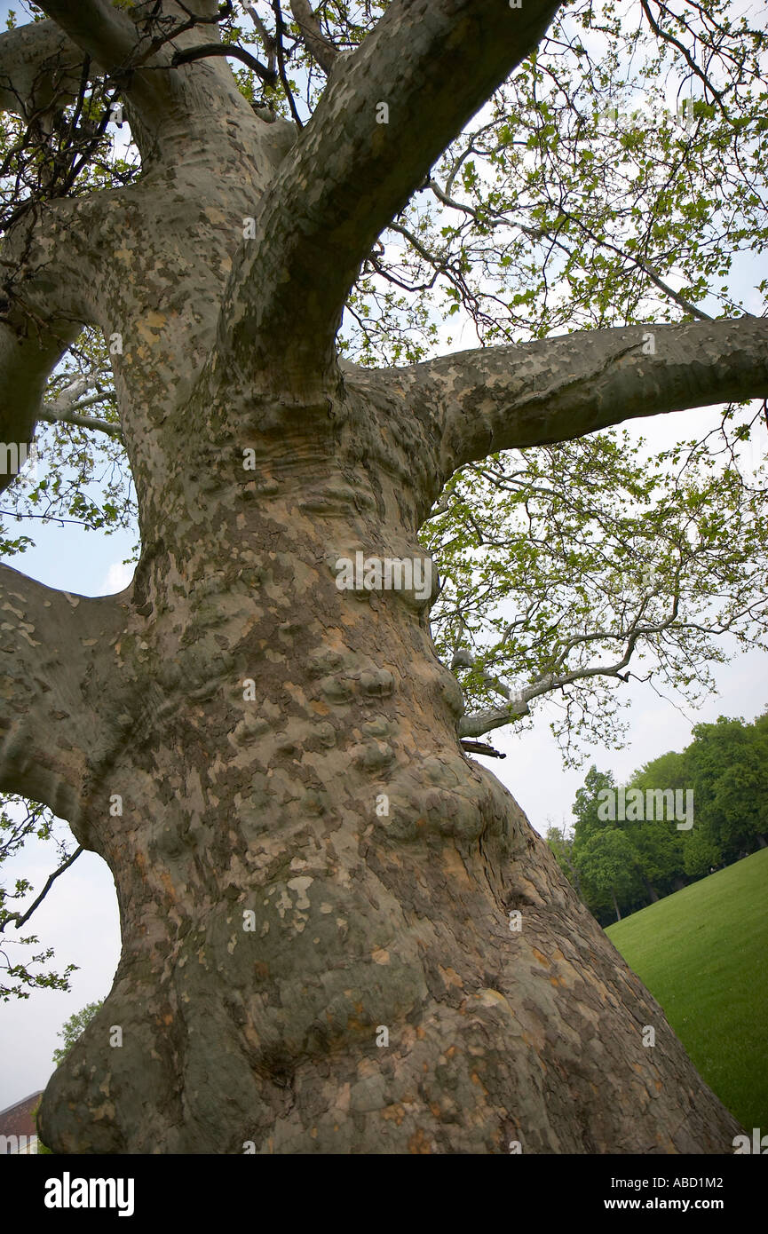 old sycamore tree Stock Photo - Alamy