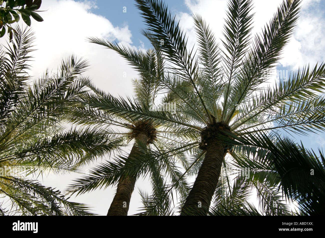 palm trees from below Stock Photo - Alamy