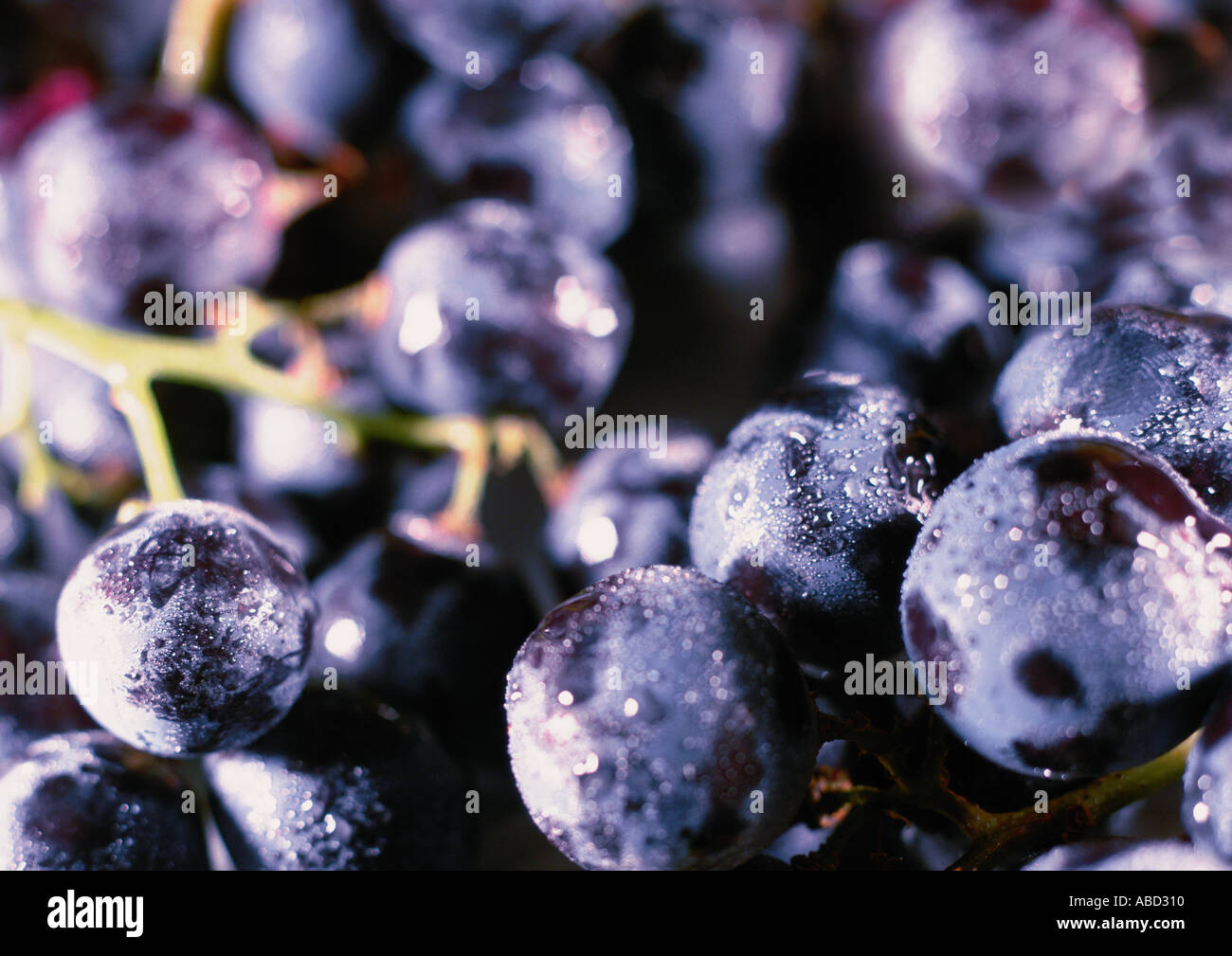 Purple grapes hi-res stock photography and images - Alamy