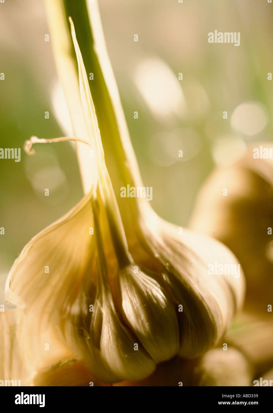 A bunch of garlic Stock Photo - Alamy