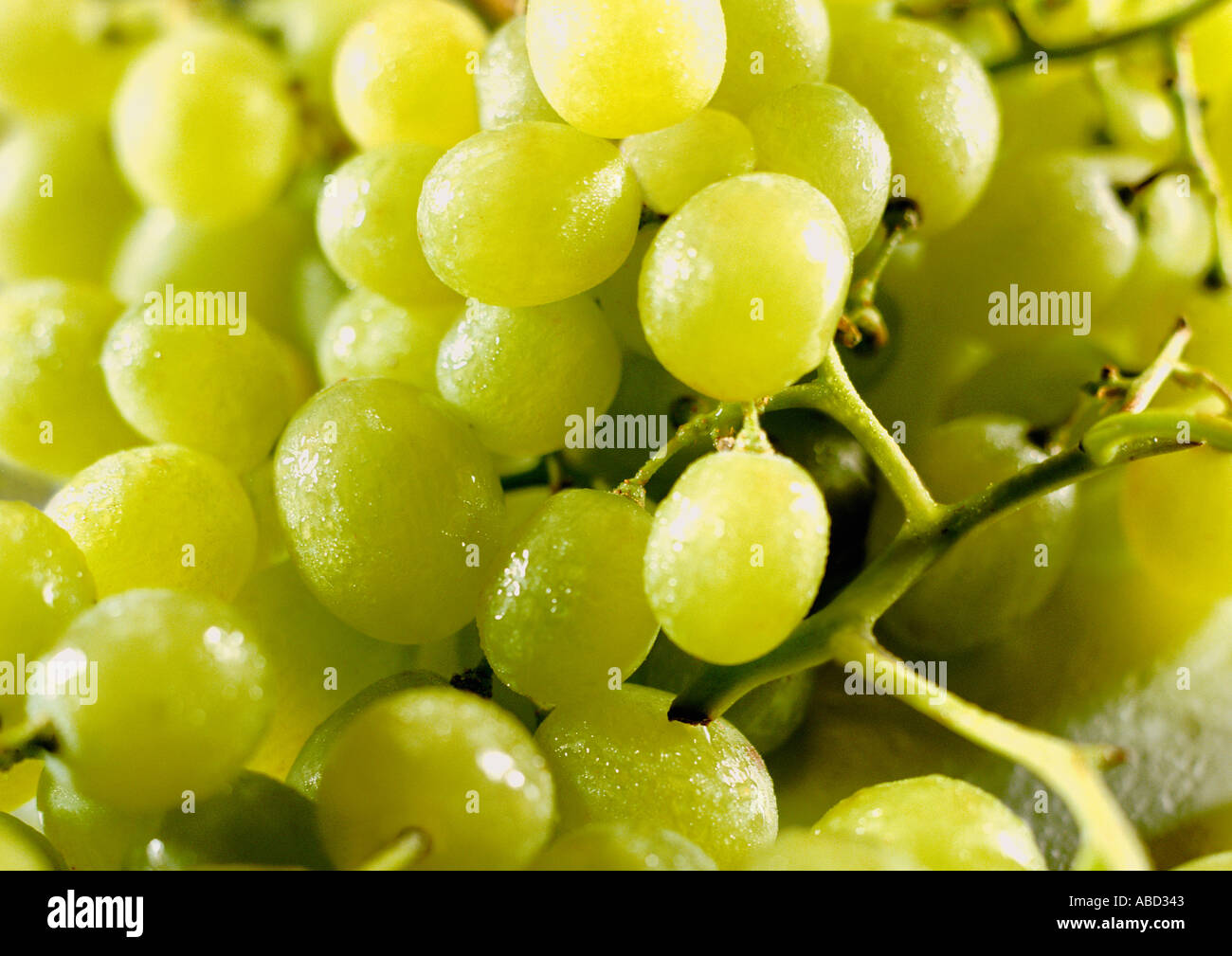 Grapes on a stem hi-res stock photography and images - Alamy
