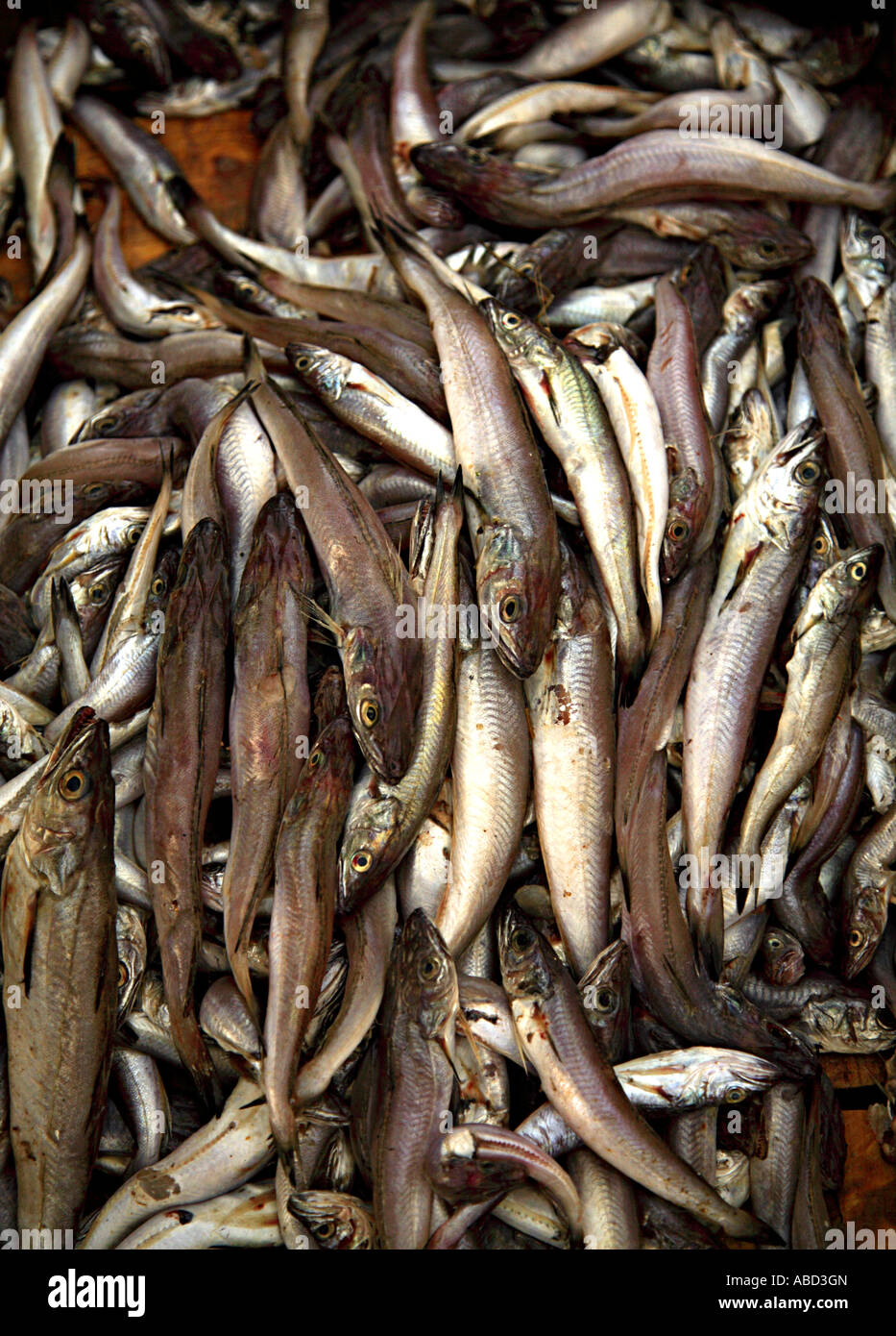 Freshly caught fish on the harbourside Essaouira Morocco Stock Photo ...