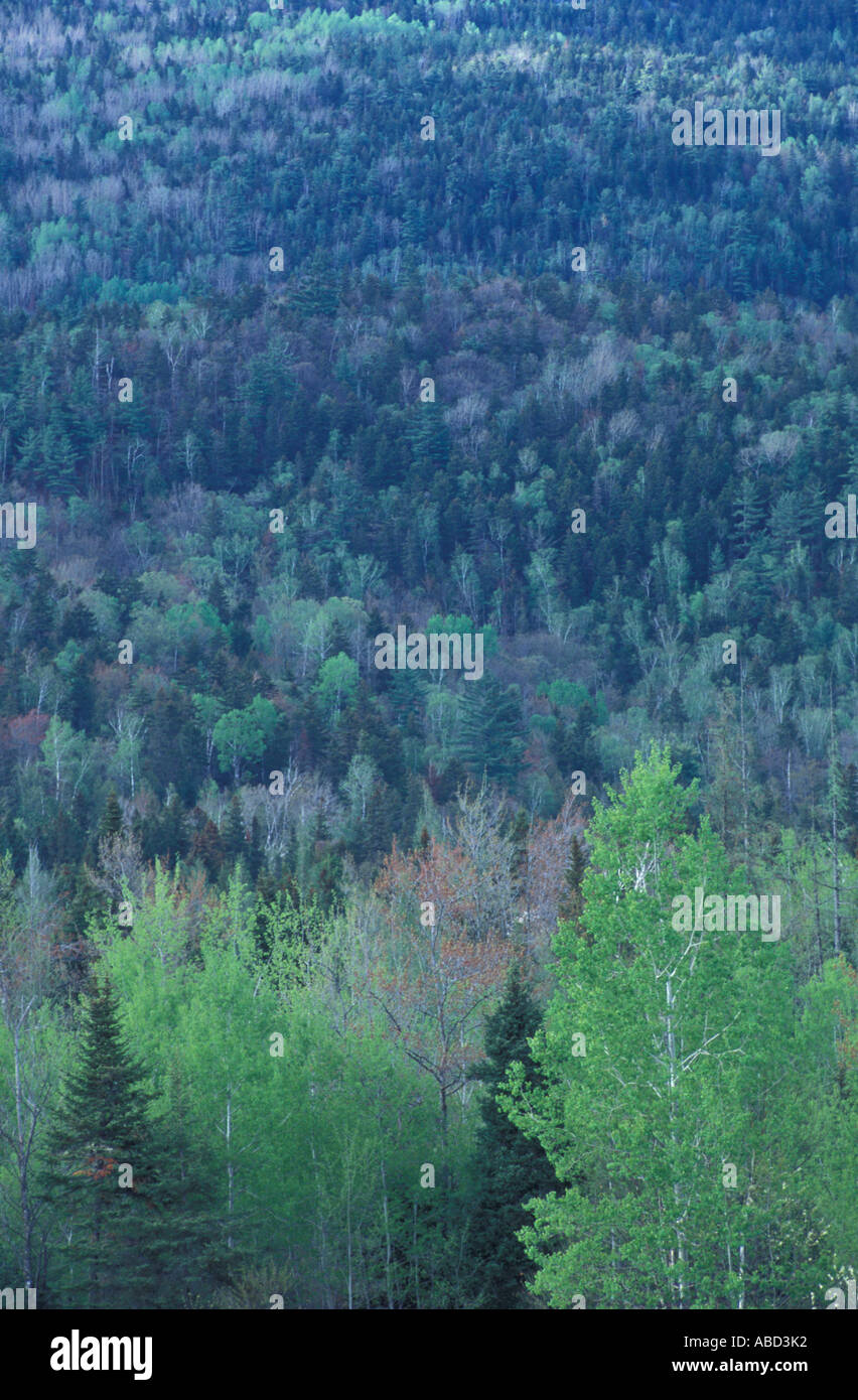 Stratton ME A mixed forest near Maine s Bigelow Preserve Spring ...