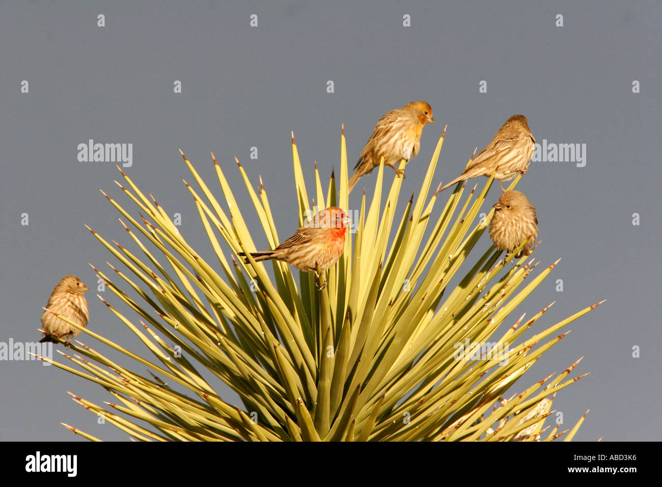 Southern californian house finch hi-res stock photography and images ...