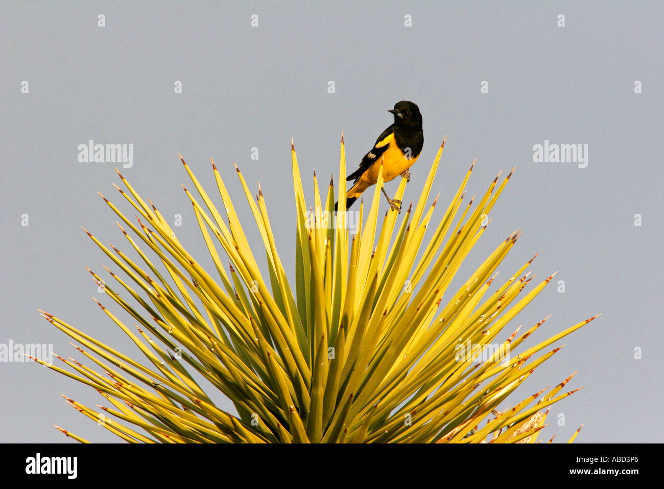 Scott's oriole icterus parisorum hi-res stock photography and images ...